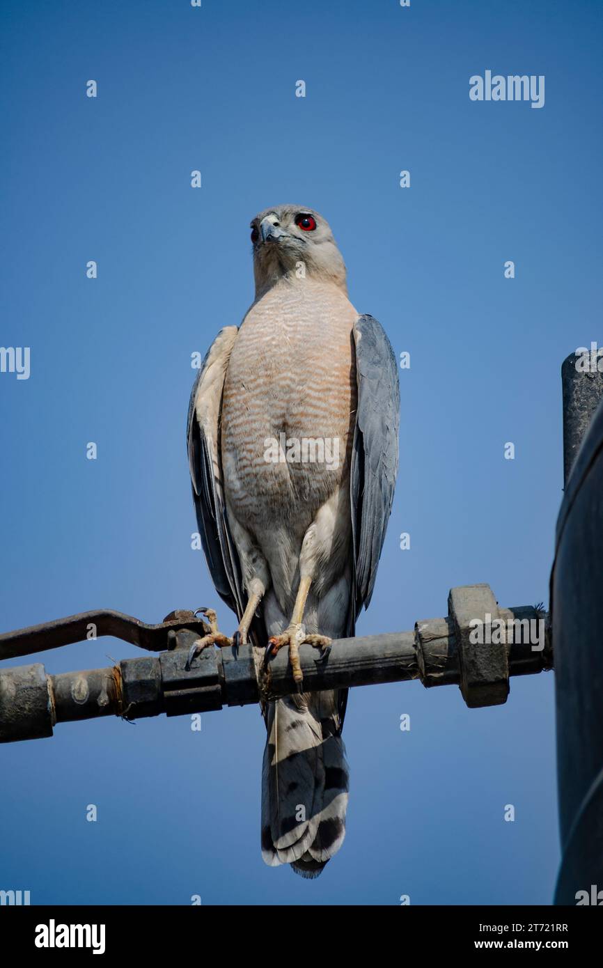 Female shikra hi-res stock photography and images - Alamy