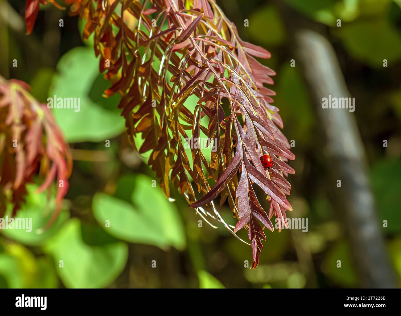 Rhus typhina in October. Yellow Red leaves of staghorn sumac. Rhus ...
