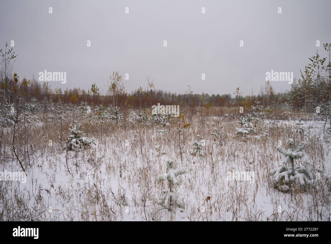 Slow motion snow fall hi-res stock photography and images - Alamy