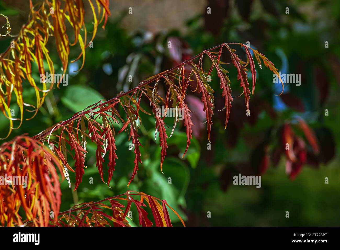 Rhus typhina in October. Yellow Red leaves of staghorn sumac. Rhus ...
