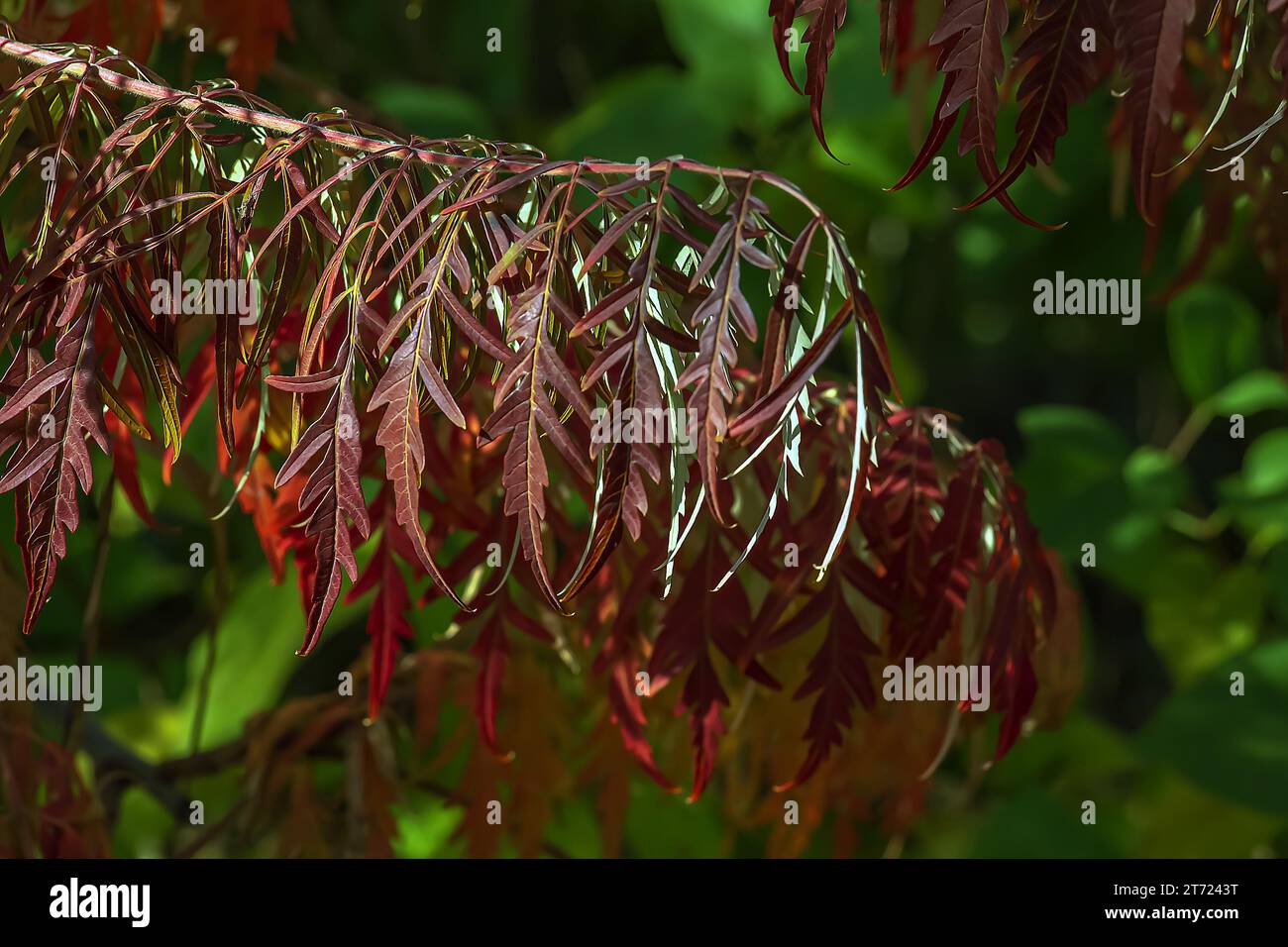 Rhus typhina in October. Yellow Red leaves of staghorn sumac. Rhus ...
