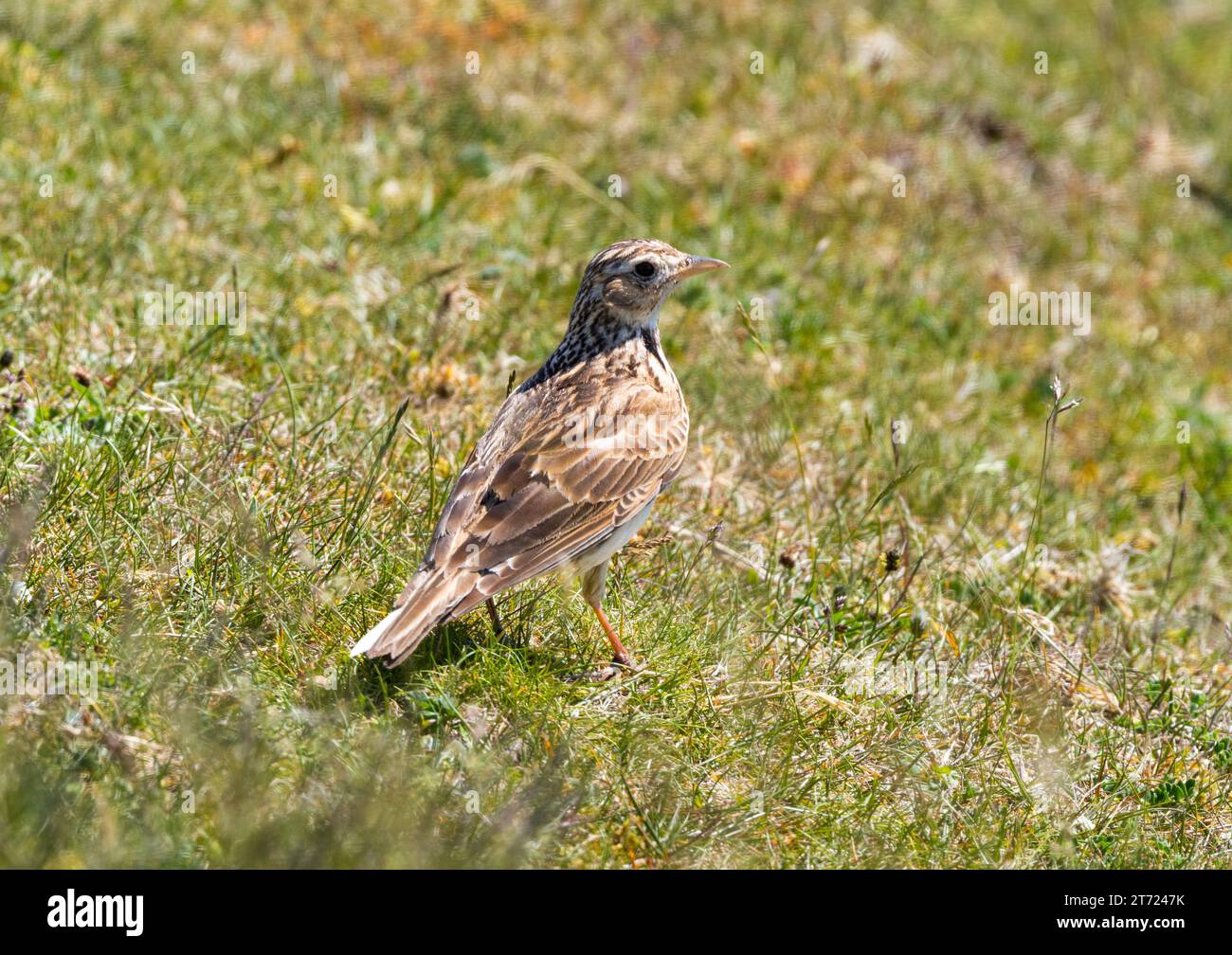 The Meadow Pipit is a common and widespread member of the lark family ...