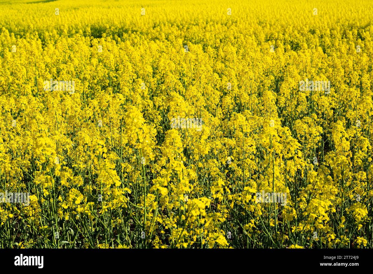 Rapeseed and farm field hi-res stock photography and images - Alamy