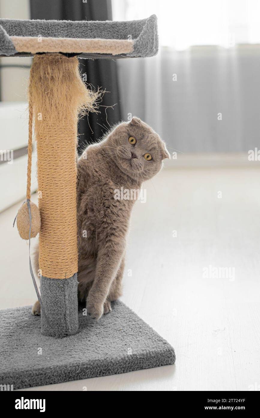 Cute pet sharpening claws on cat tree at home Stock Photo - Alamy