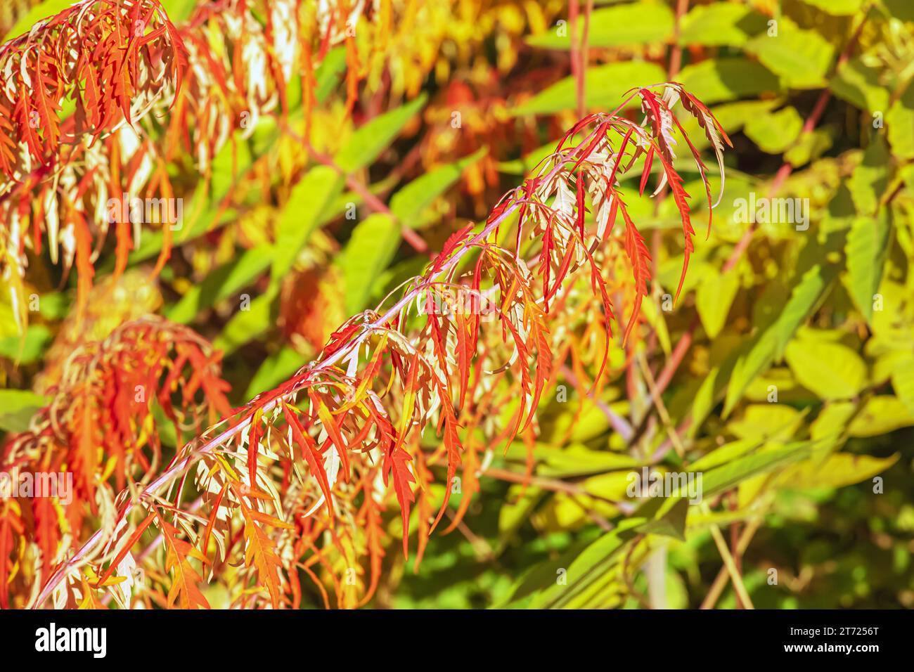 Rhus typhina in October. Yellow Red leaves of staghorn sumac. Rhus ...