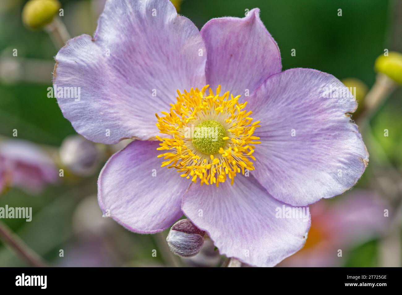 A close-up image of an alluring, vibrant purple Japanese anemone flower ...