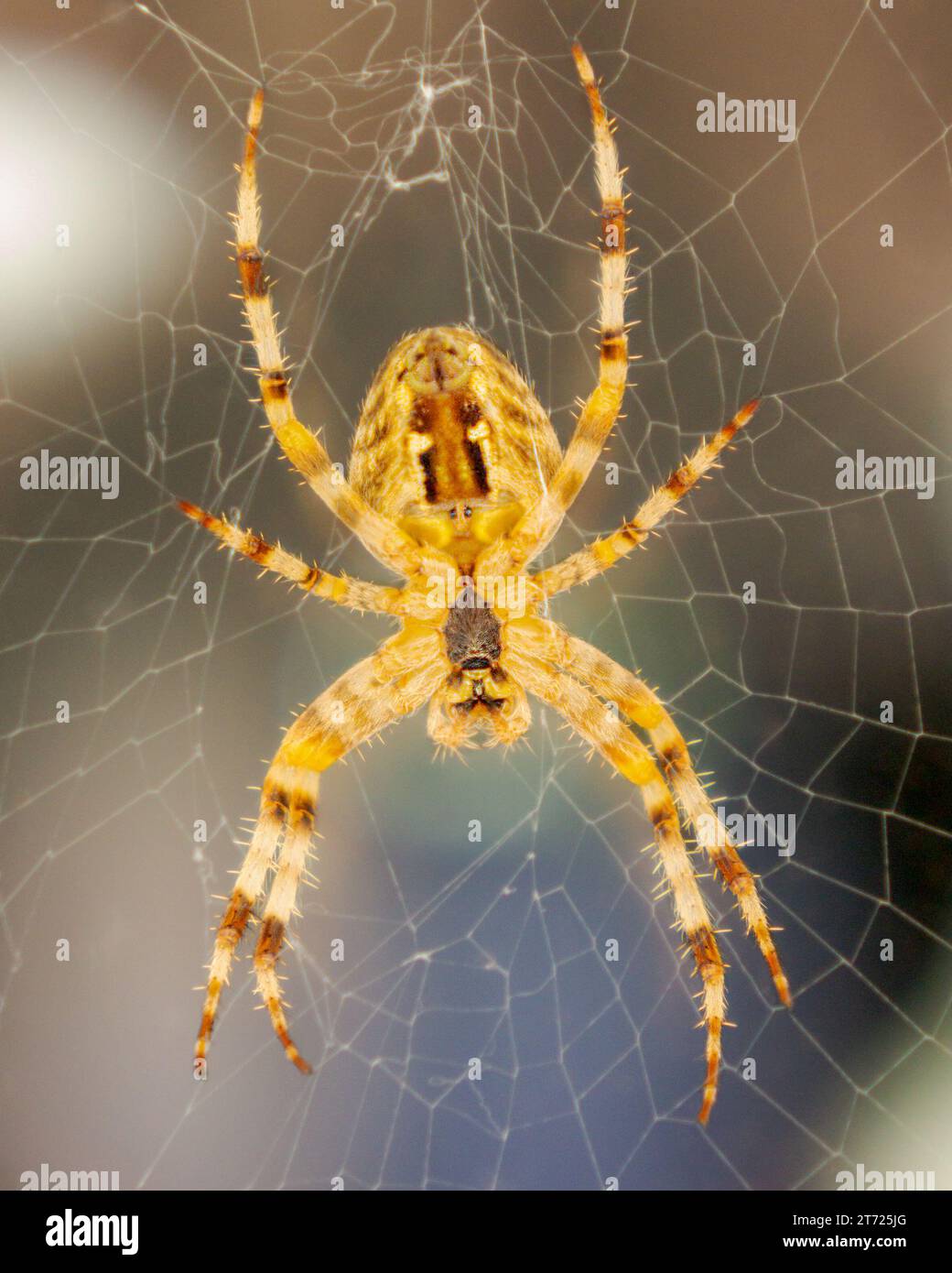 Female European garden spider aka cross orbweaver, diadem spider ...