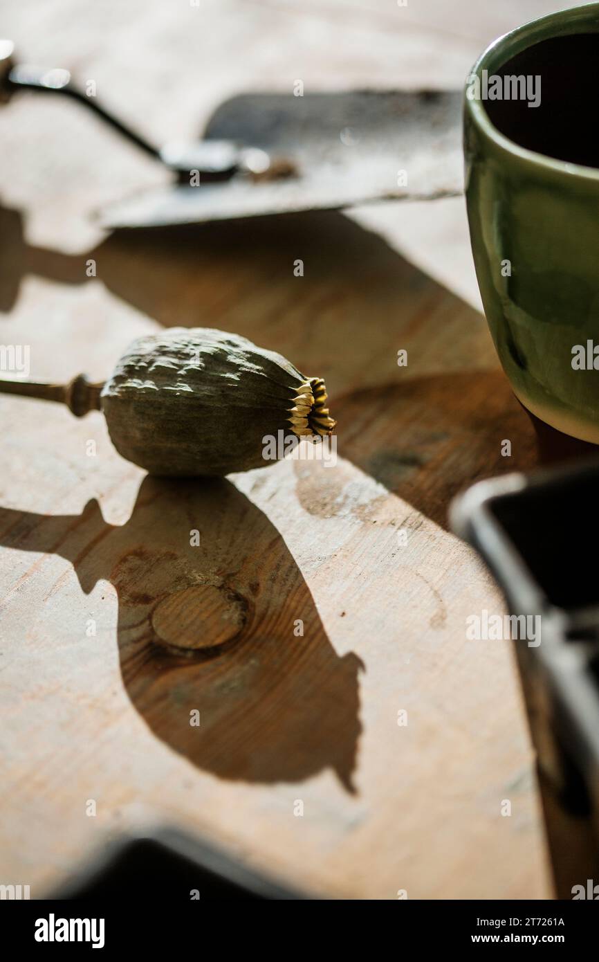 Poppy seed pods hi-res stock photography and images - Alamy