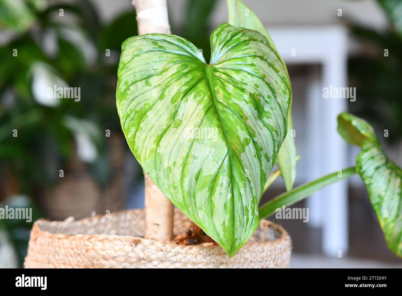 Houseplant pattern hi-res stock photography and images - Alamy