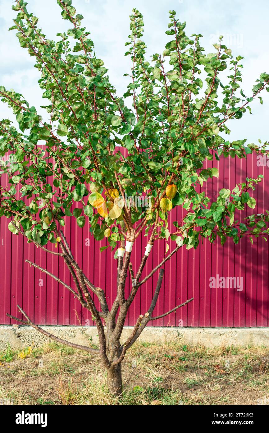 Fruit Tree with summer large growth of apricot scion grafting. Growing ...