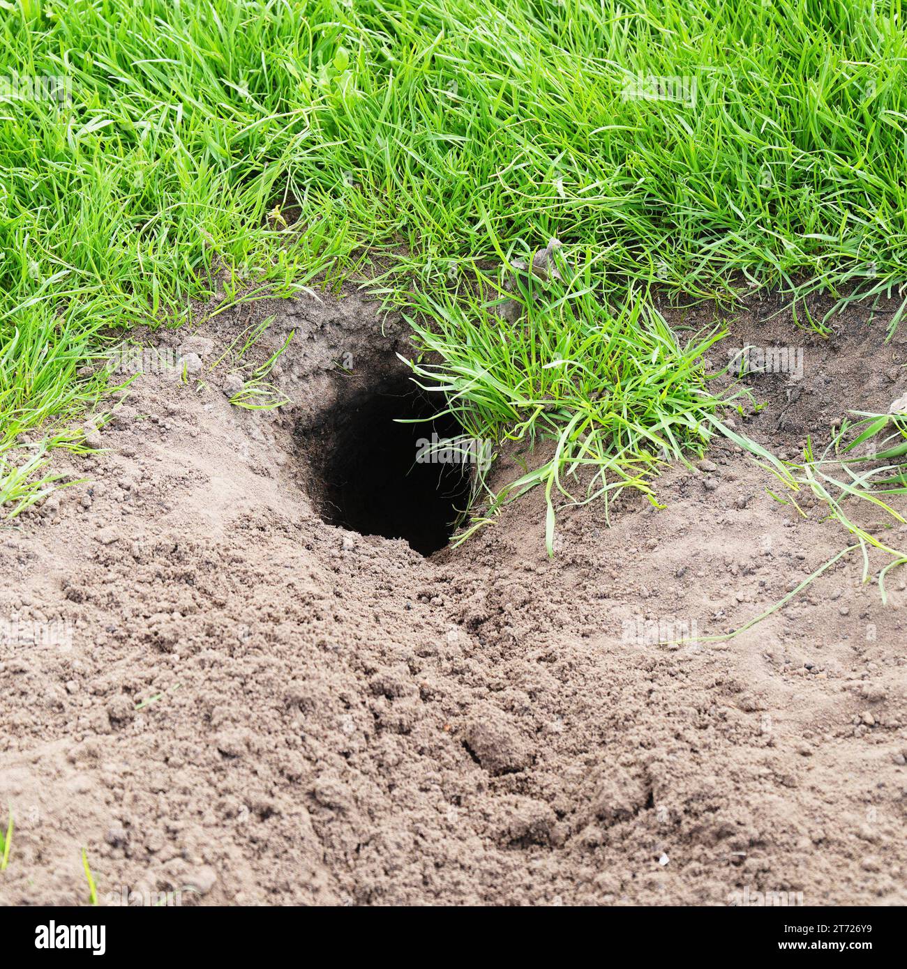 Gopher digging hi-res stock photography and images - Alamy
