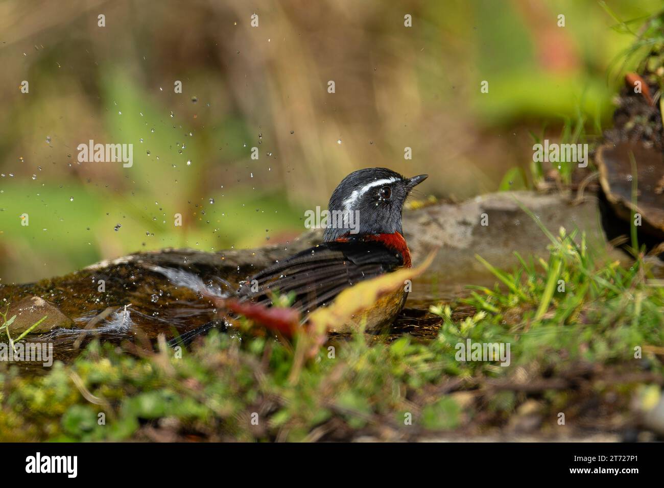 Collared bush robin endemic bird taiwan Stock Photo - Alamy