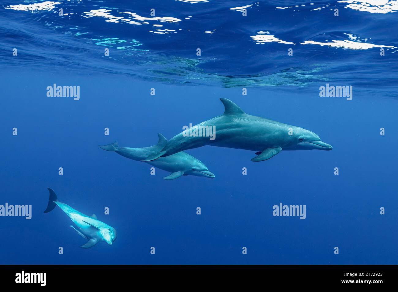 Marine life of Indian Ocean Stock Photo - Alamy