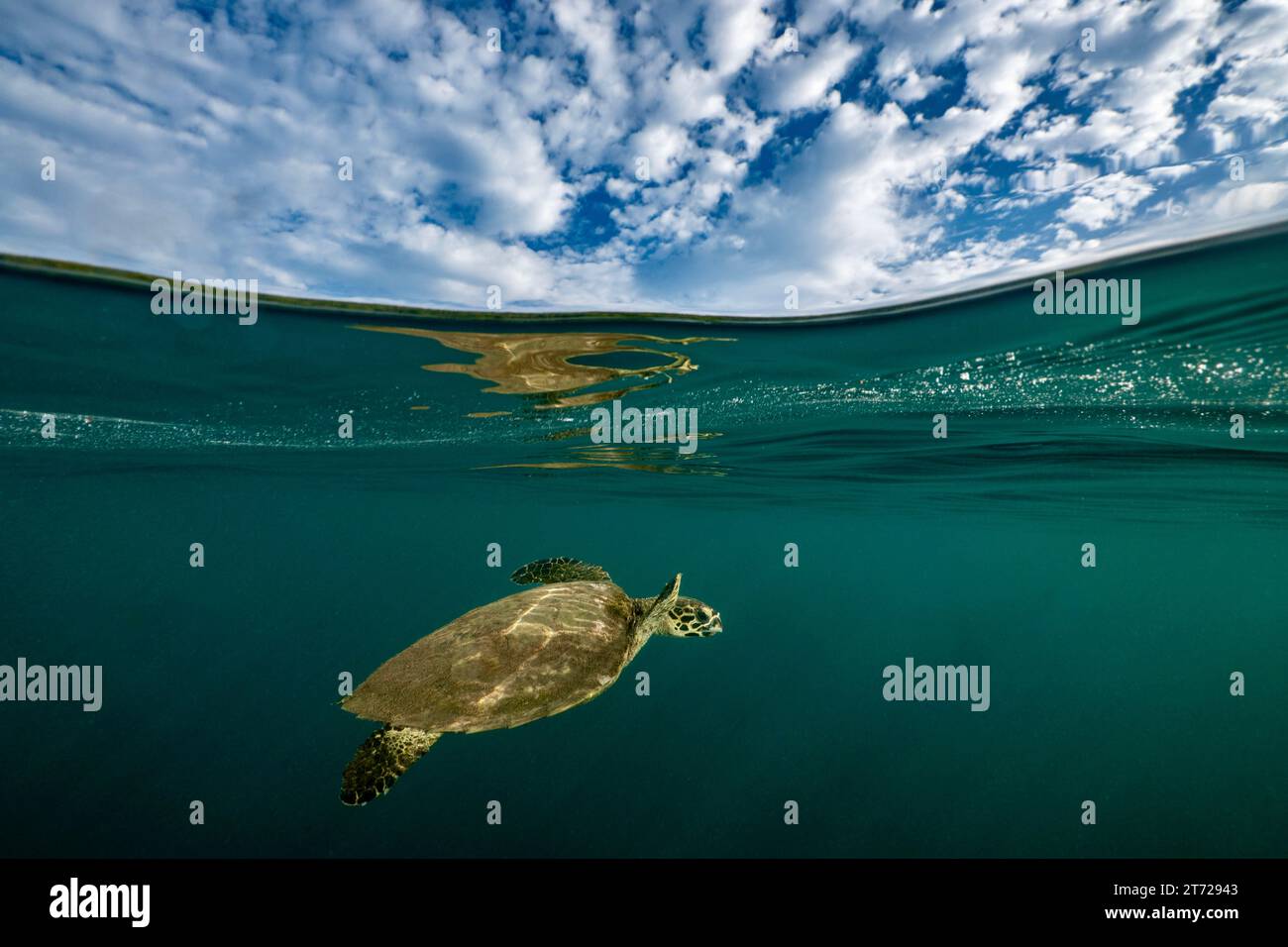 Green sea turtle grazing on seagrass in Mayotte’s lagoon, a peaceful ...