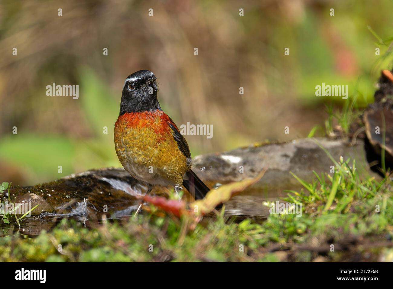 Collared bush robin endemic bird taiwan Stock Photo - Alamy