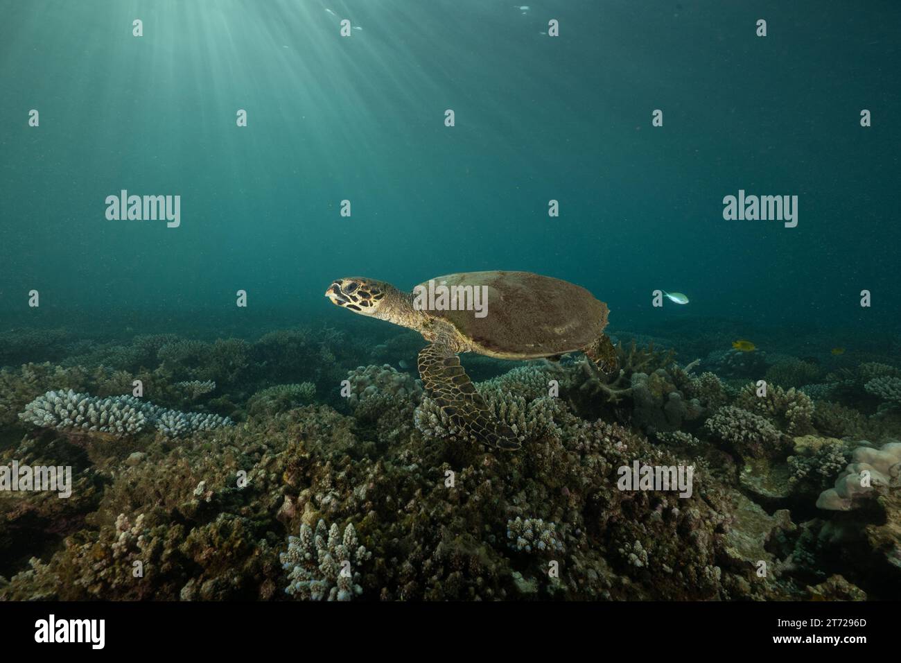 Green sea turtle grazing on seagrass in Mayotte’s lagoon, a peaceful ...