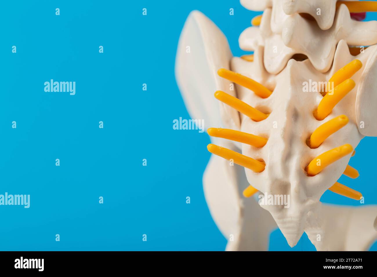 The lowest part of the spine is the coccyx and sacrum on a blue ...