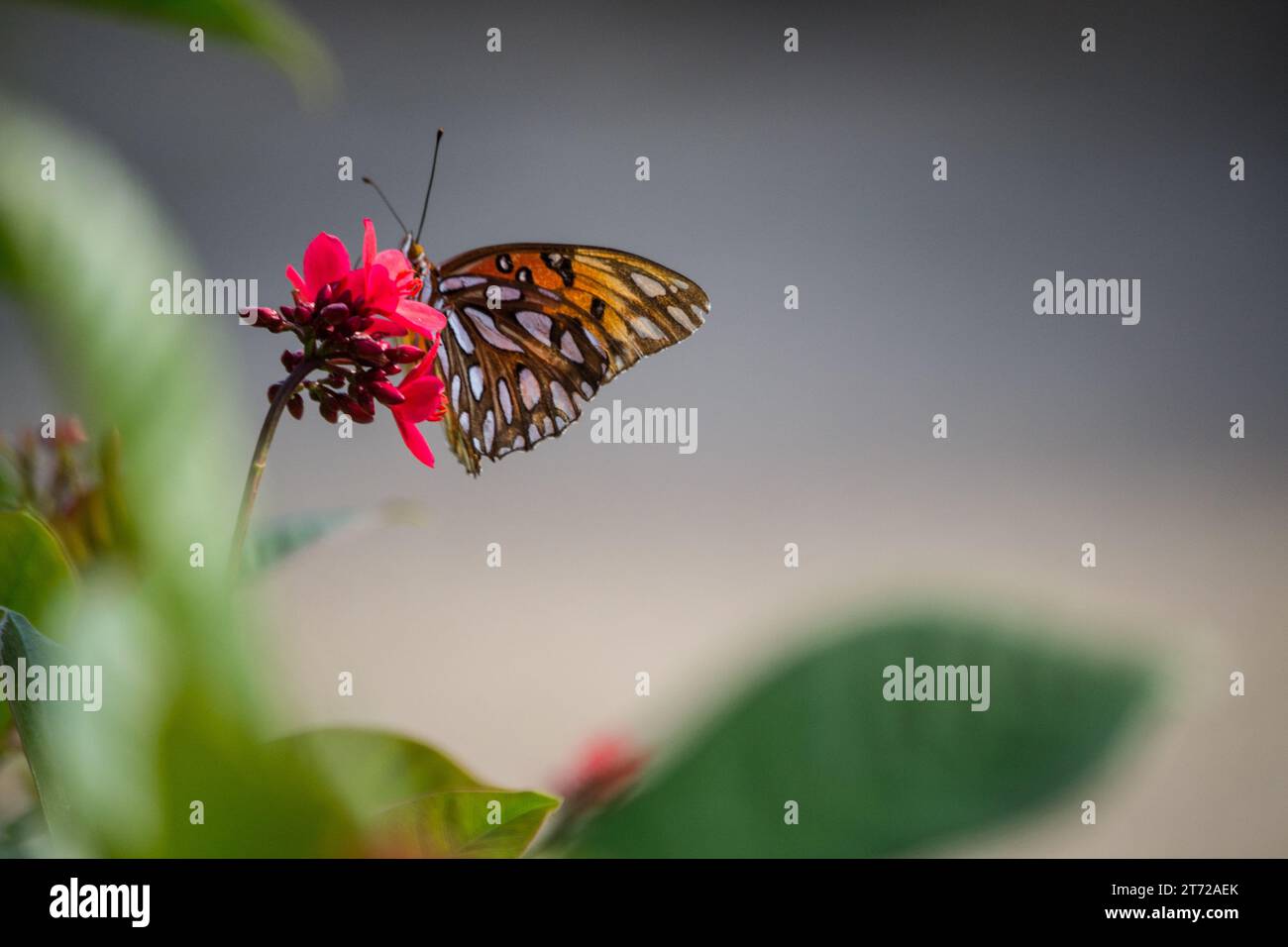 Beautiful butterfly species hi-res stock photography and images - Alamy