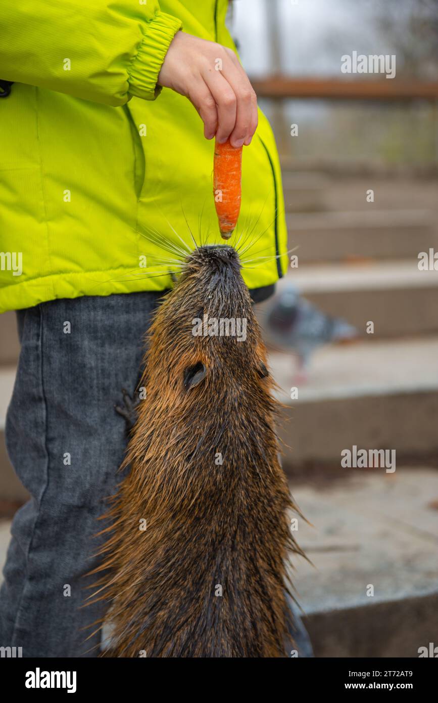Beaver eating carrot hi-res stock photography and images - Alamy
