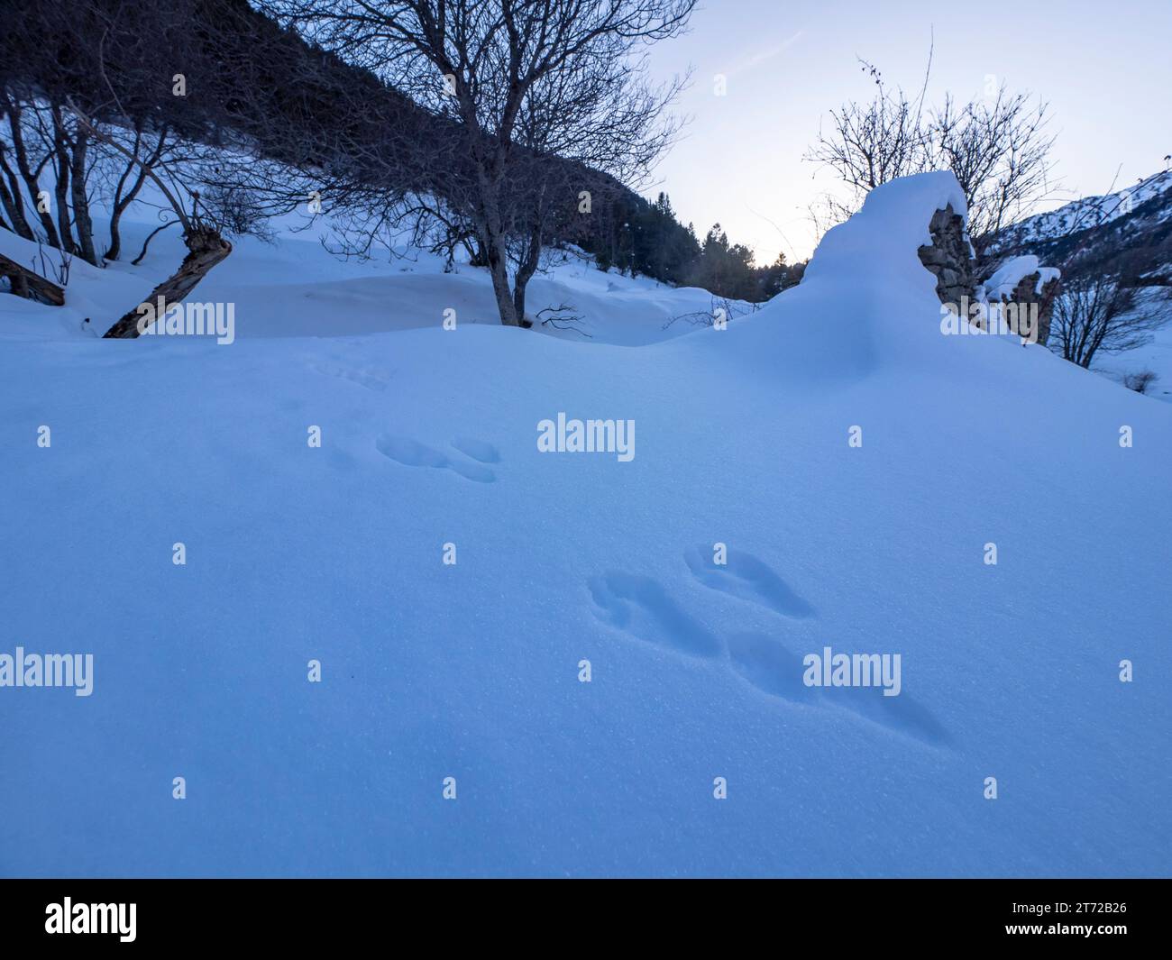 Animal footprints hi-res stock photography and images - Alamy