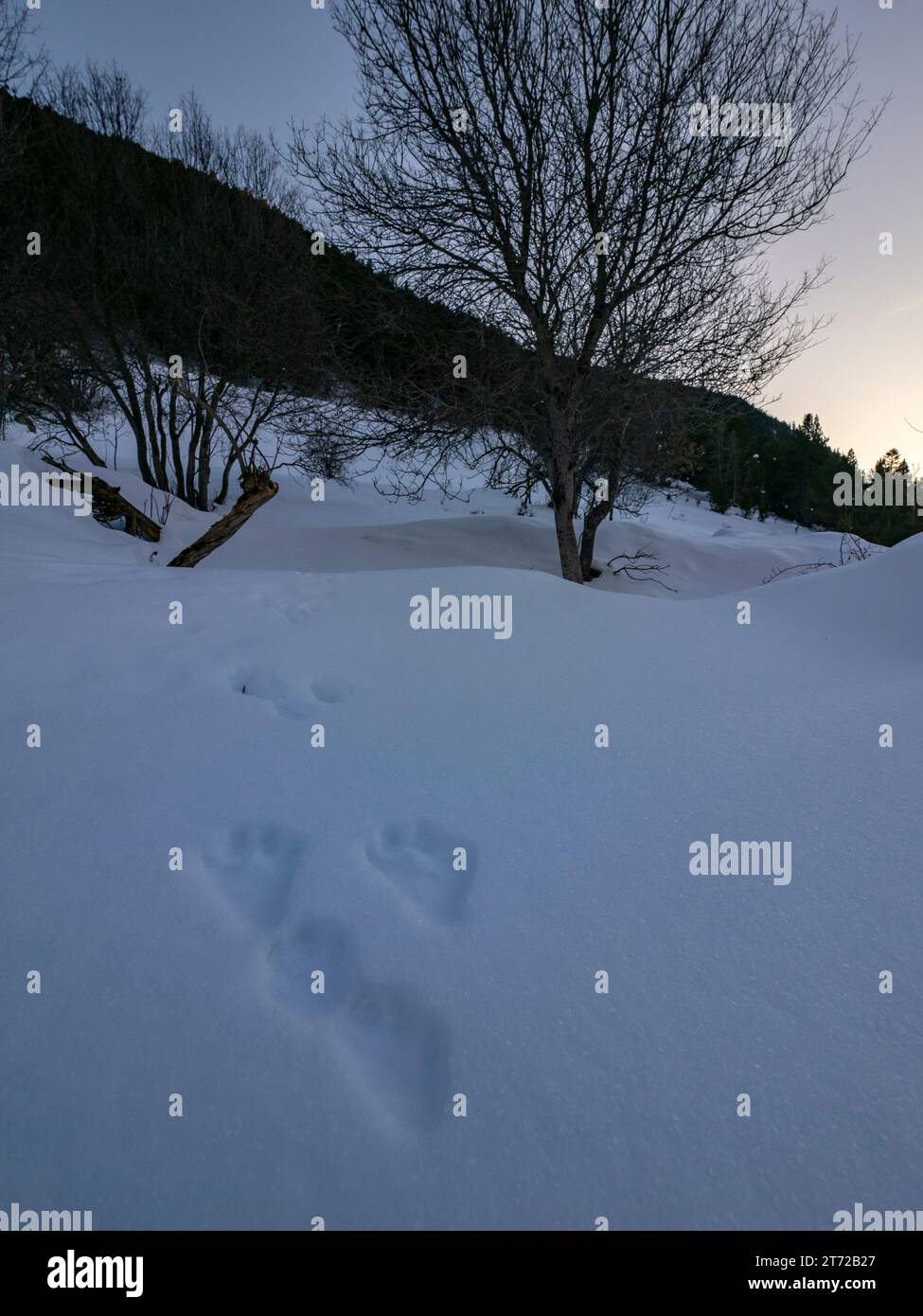 Wild animal footprints on the snow Stock Photo - Alamy