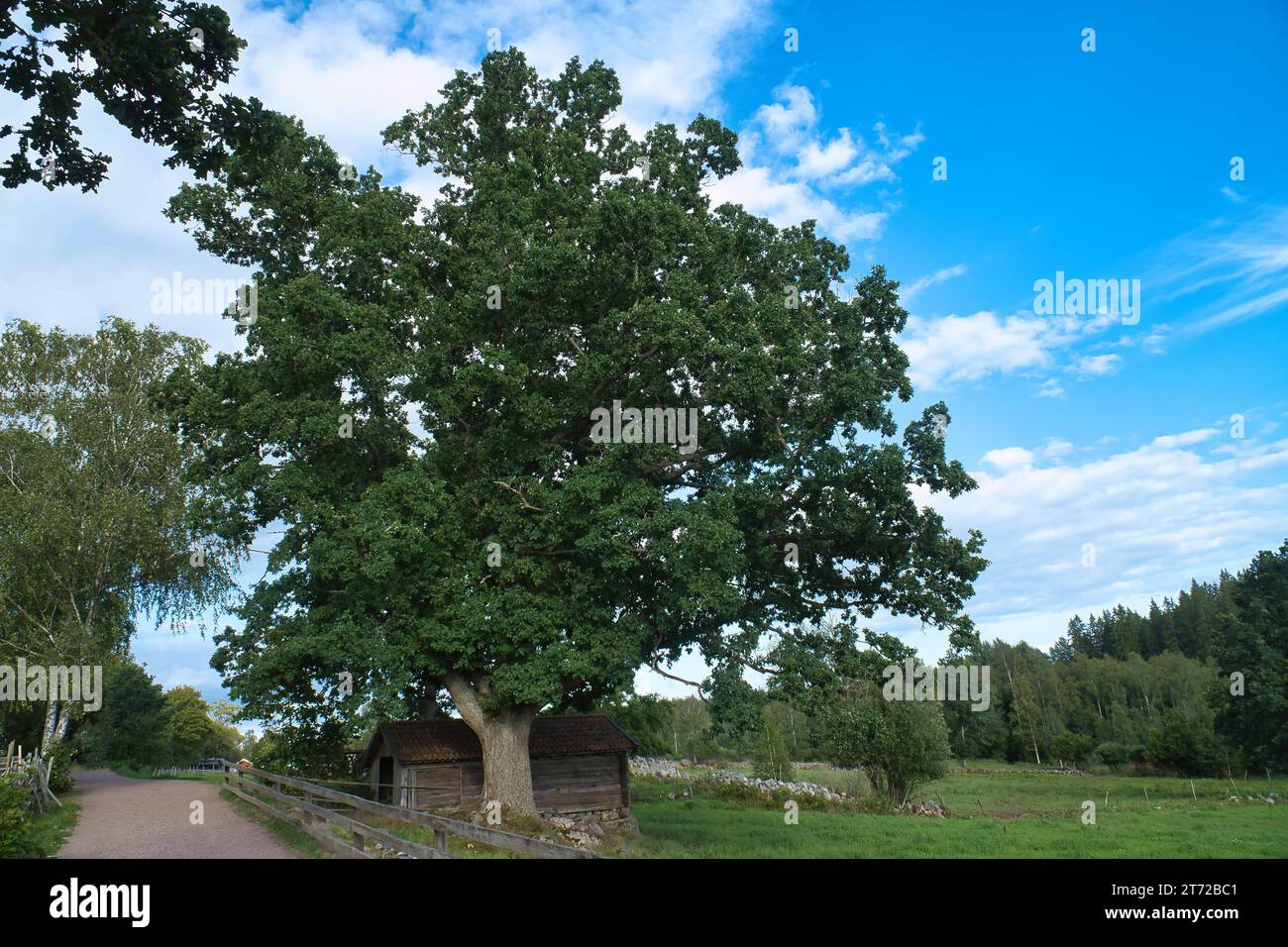 Old oak tree on a roadside near a meadow. Field with grass, blue sky ...