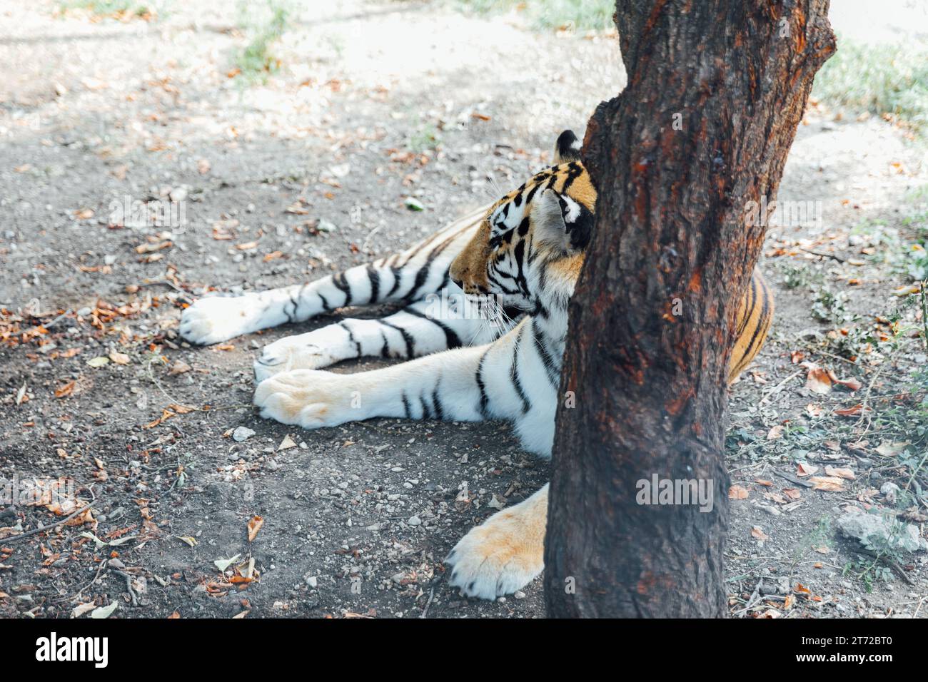 a tiger lies on the ground behind a tree in a zoo Stock Photo - Alamy