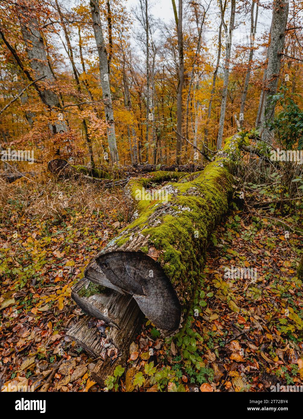A felled tree in the colorful autumnal woods in Germany Stock Photo - Alamy