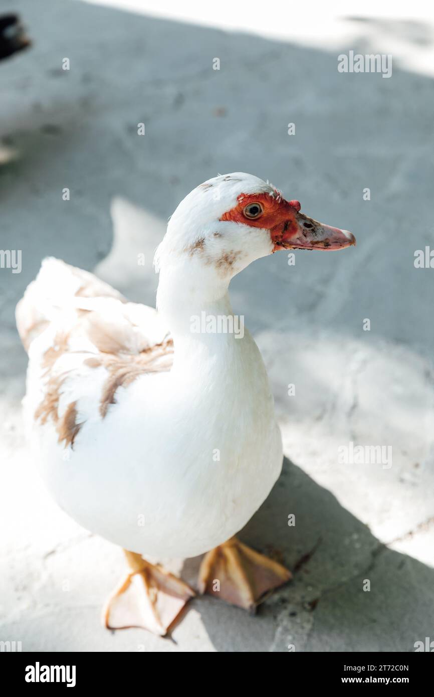 Black domestic duck stands hi-res stock photography and images - Alamy