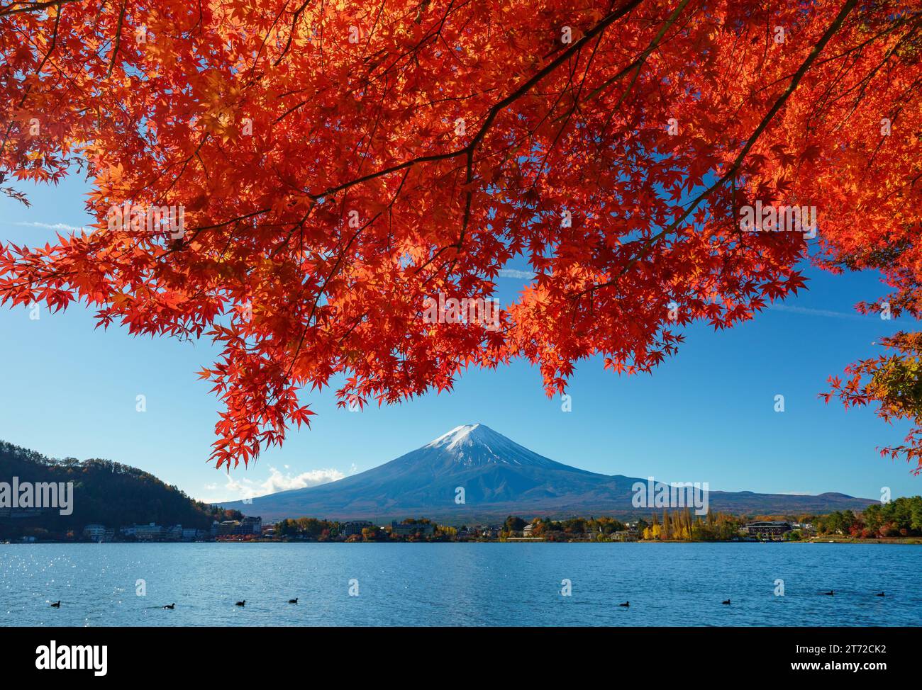 Mountain fuji with red maple in Autumn, Kawaguchiko Lake, Japan Stock Photo - Alamy
