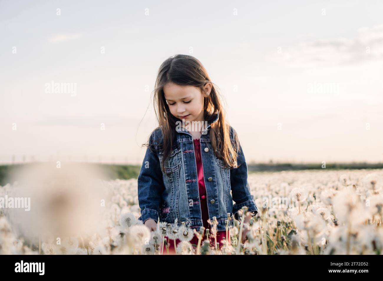 Delightful little girl in blue denim jacket over pink clothes standing ...