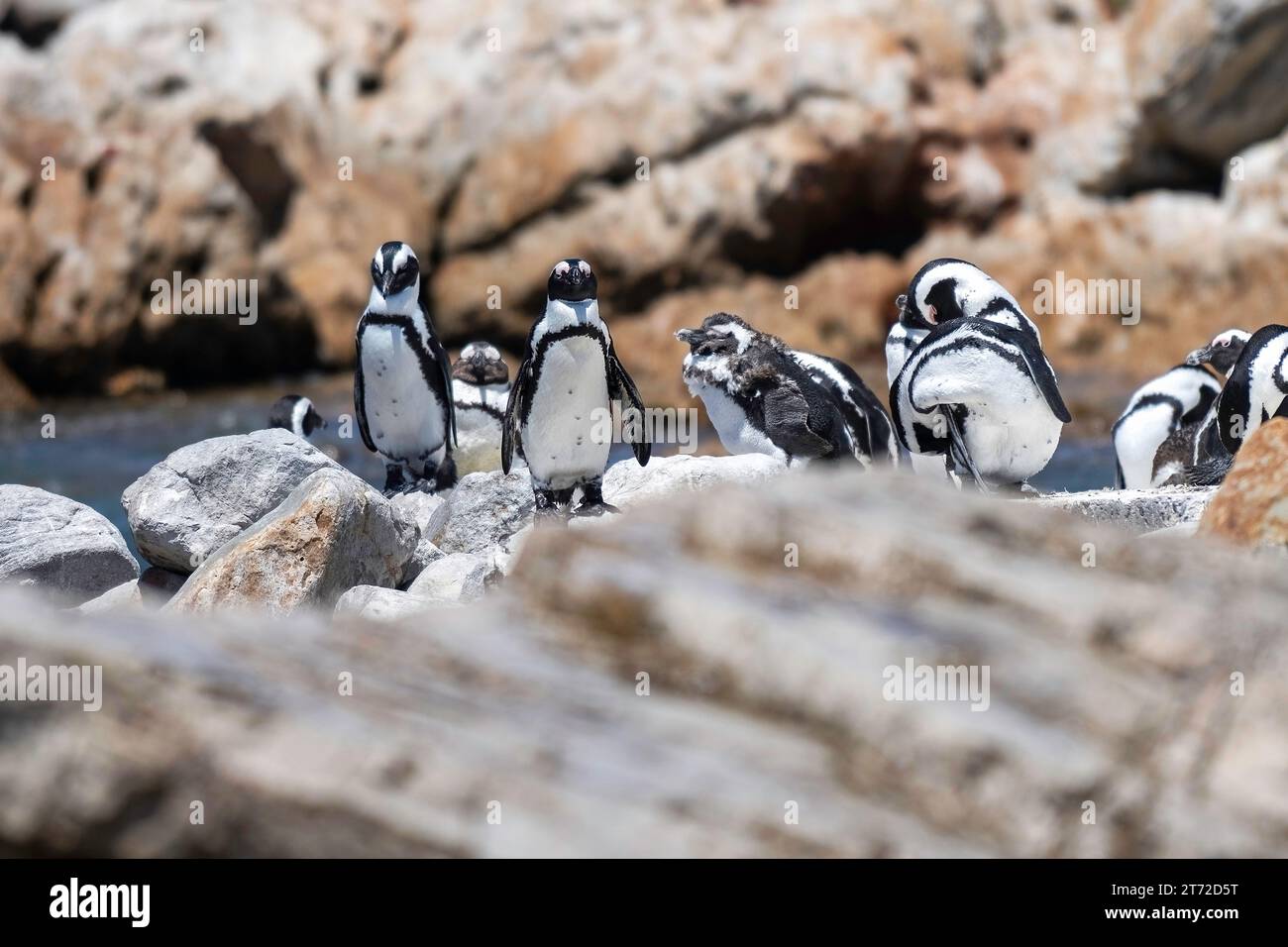 Gathering of african penguins hi-res stock photography and images - Alamy