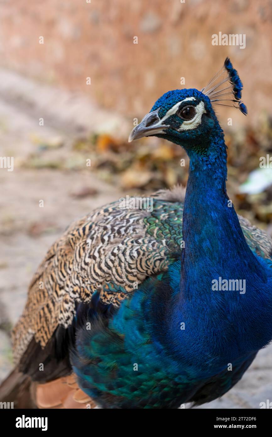 A solitary peacock walking around Chausath Khamba, Nizamuddin, Delhi ...