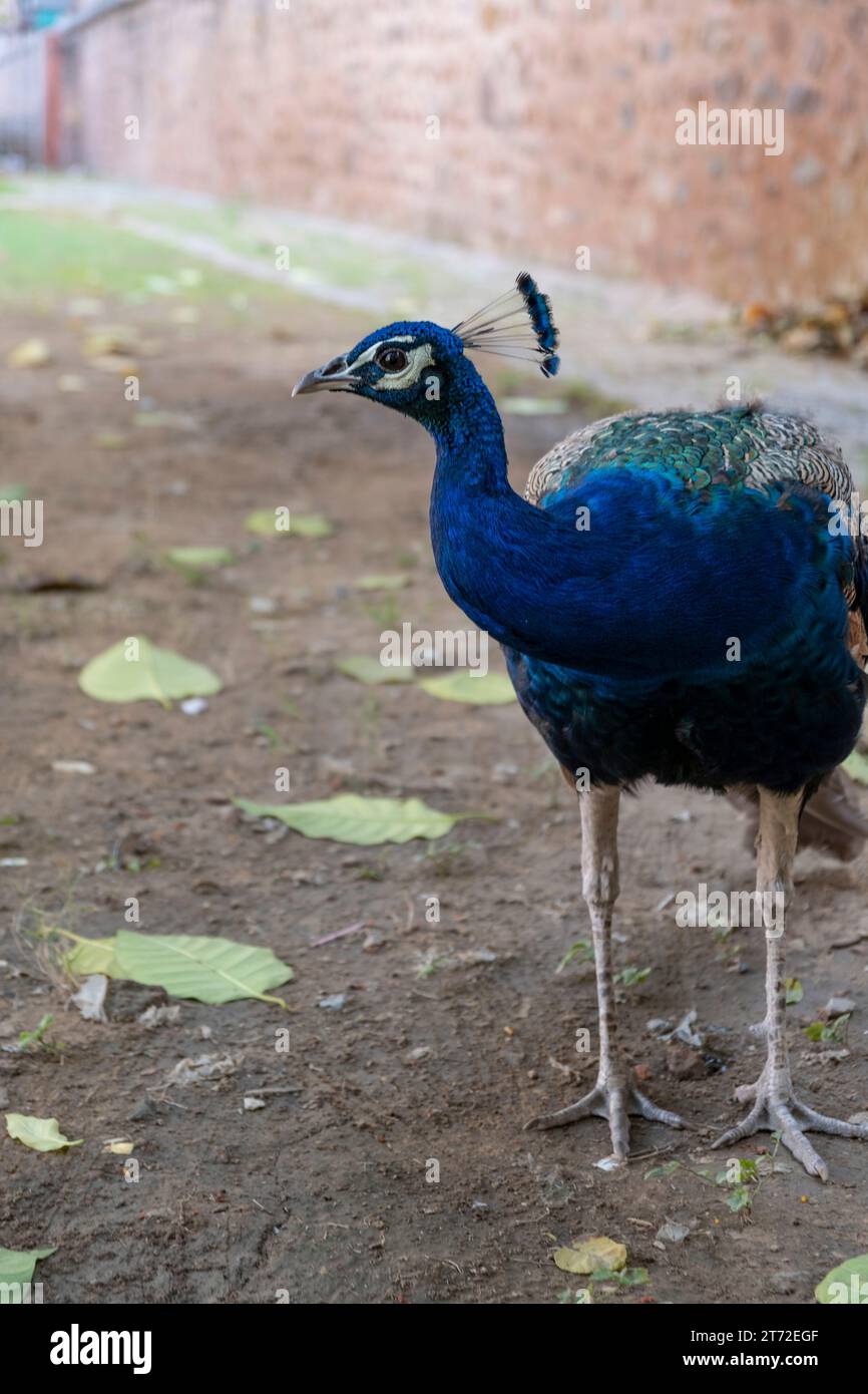 A solitary peacock walking around Chausath Khamba, Nizamuddin, Delhi ...