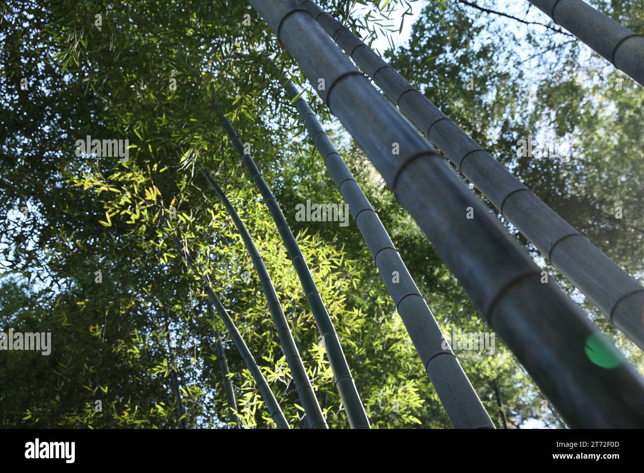 Beautiful green bamboo trees in forest on sunny day, low angle view ...