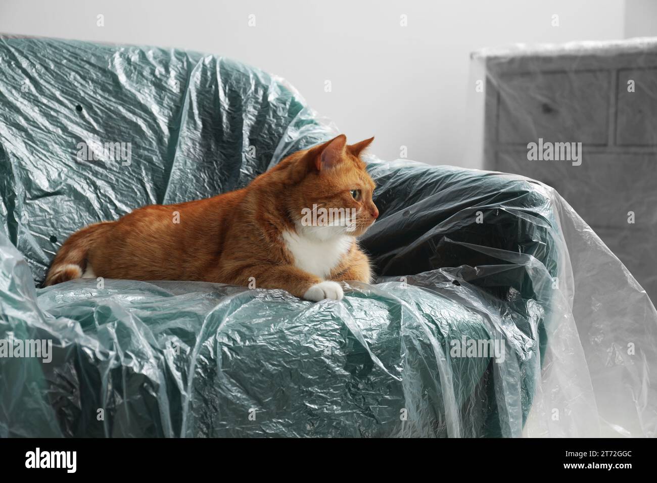 Cute ginger cat resting in armchair covered with plastic film indoors ...