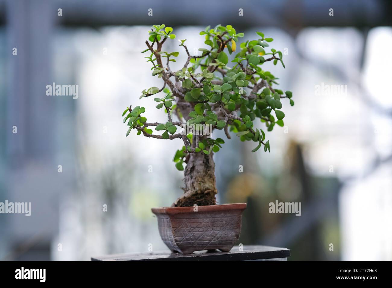 Bonsai is the Japanese and East Asian art of growing and training ...