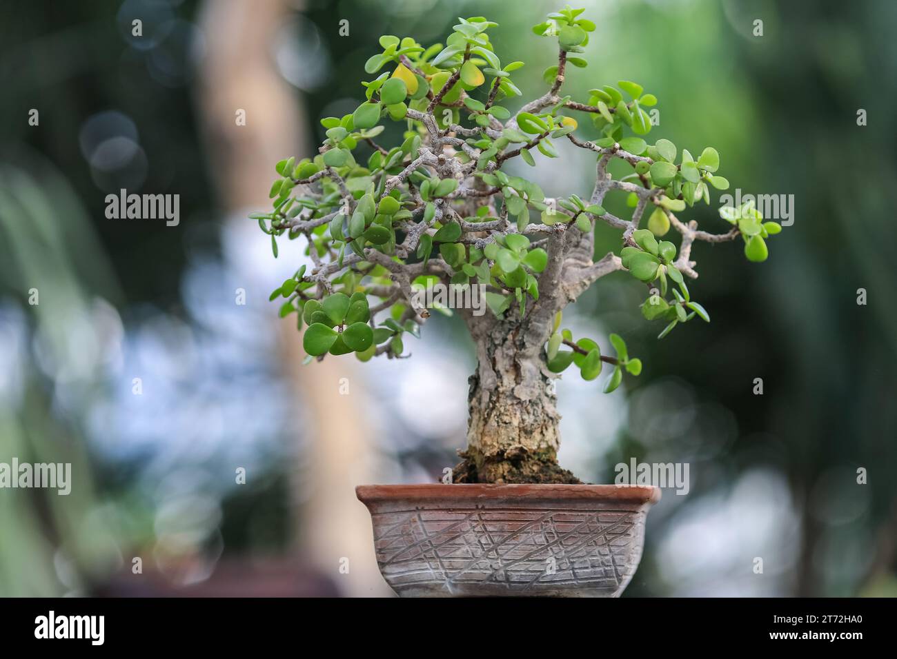 Bonsai is the Japanese and East Asian art of growing and training ...