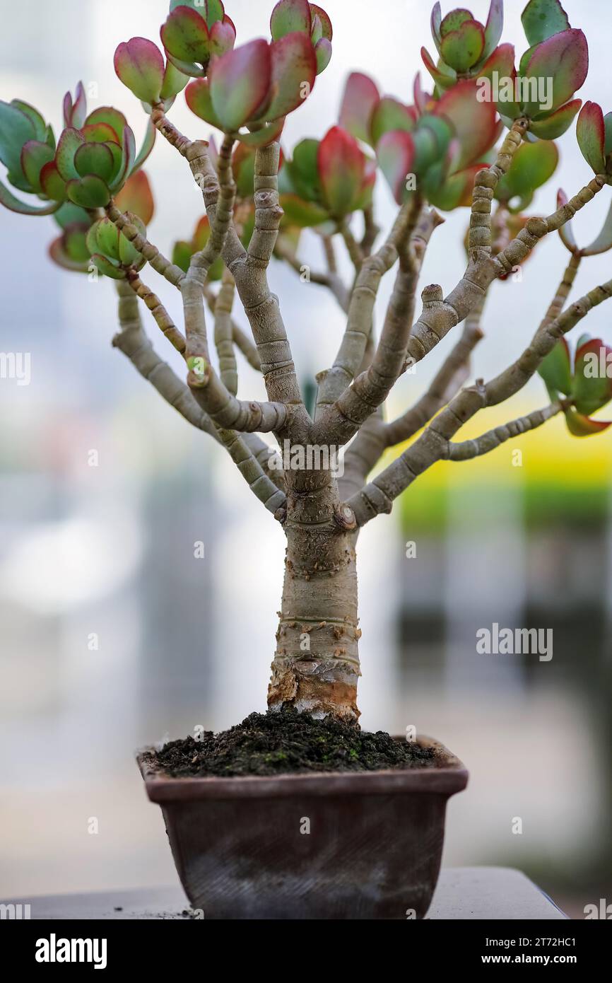 Bonsai is the Japanese and East Asian art of growing and training ...