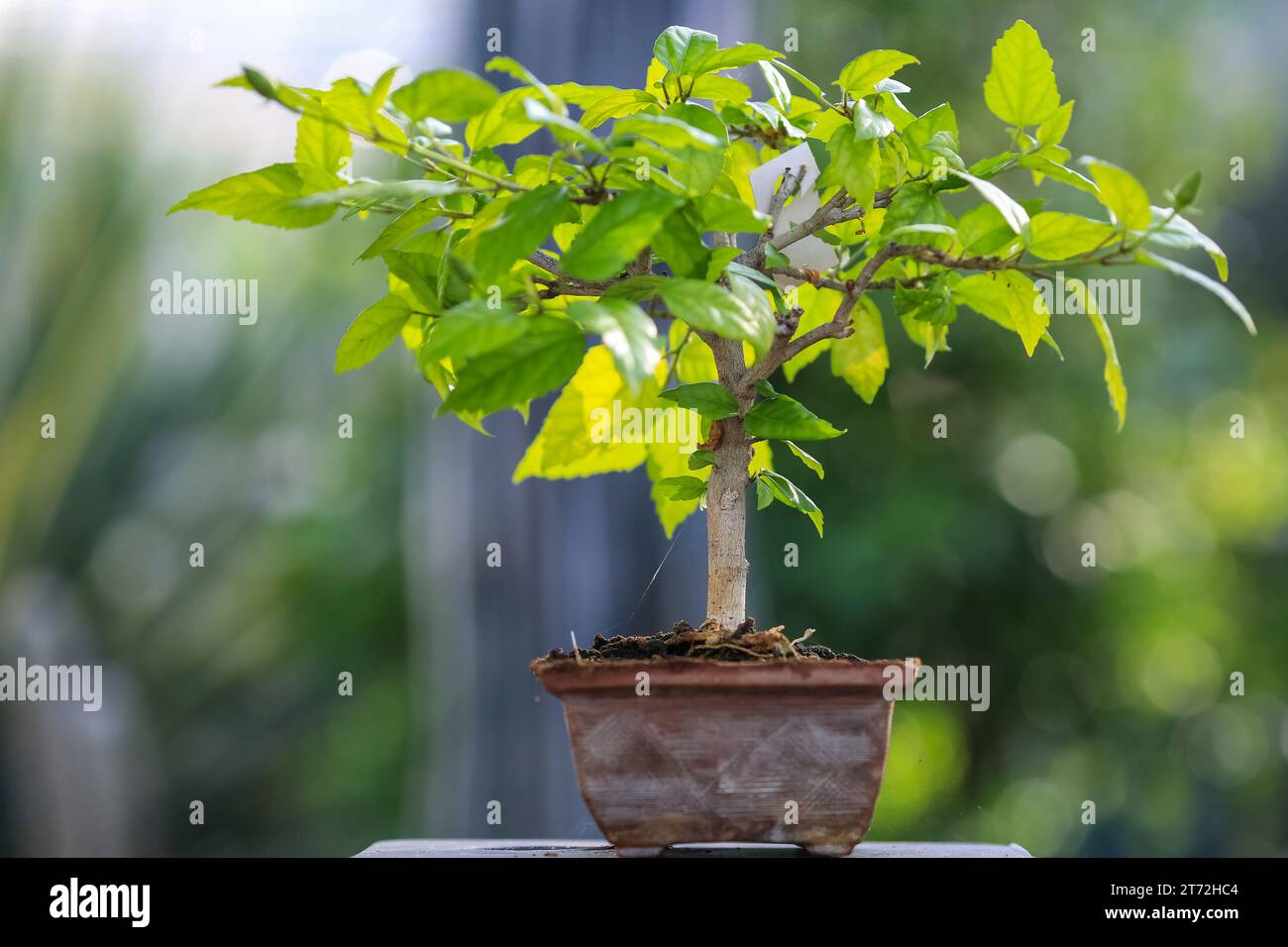Bonsai is the Japanese and East Asian art of growing and training ...