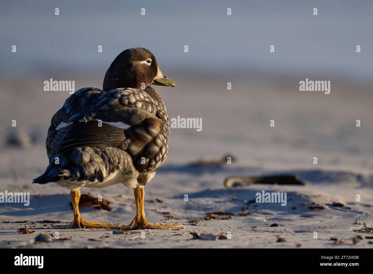 Female Falkland Steamer Duck (Tachyeres brachypterus) on a sandy beach ...