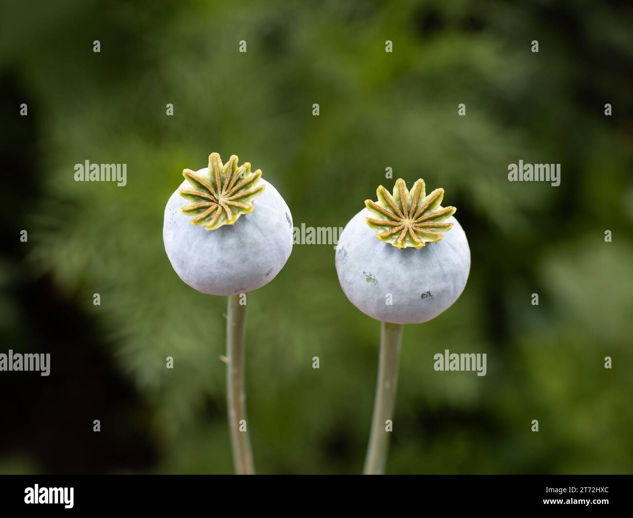Poppy seed capsules hi-res stock photography and images - Alamy