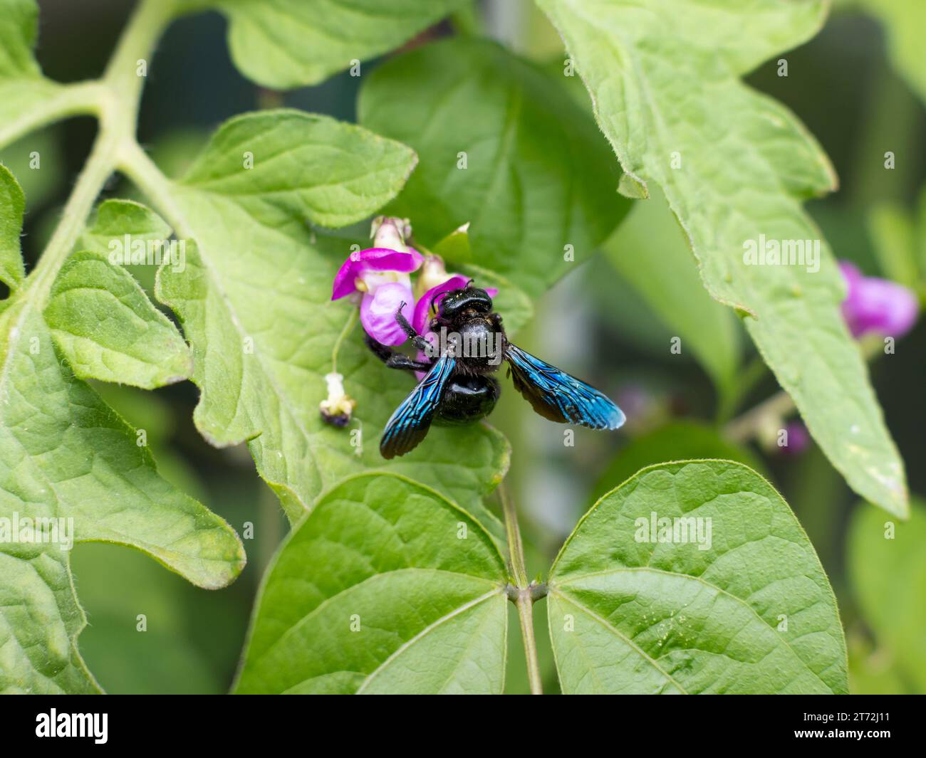 Violet carpenter bee (Xylocopa) on a purple blossom of a bean plant ...