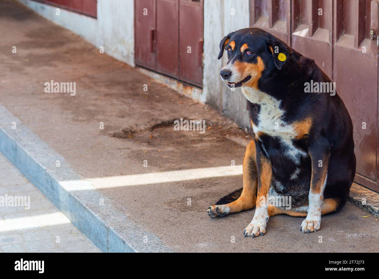Small old fat dog hi-res stock photography and images - Alamy