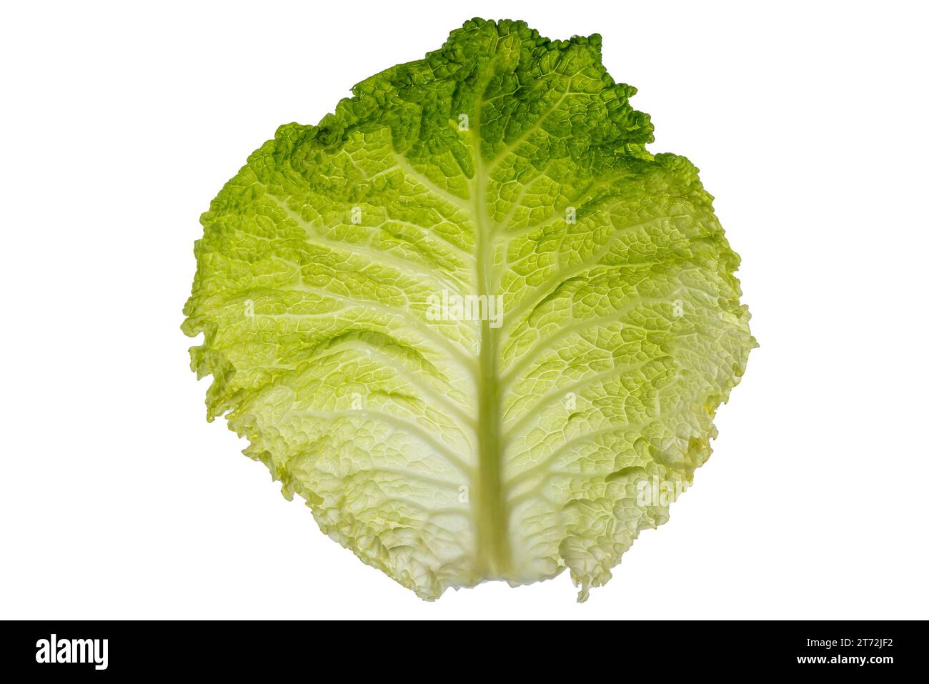 Raw cabbage leaf with view of cribro-vascular bundles in backlight ...