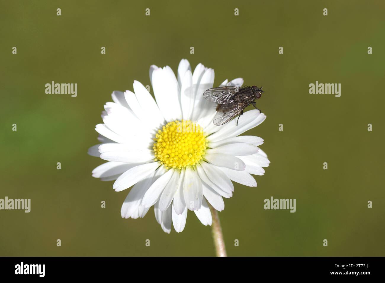 Closeup of the fly Helina evecta, family House flies, Muscidae. On a ...