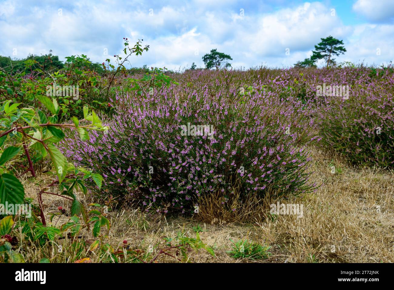 A vibrant outdoor scene featuring a lush meadow of green grass dotted ...