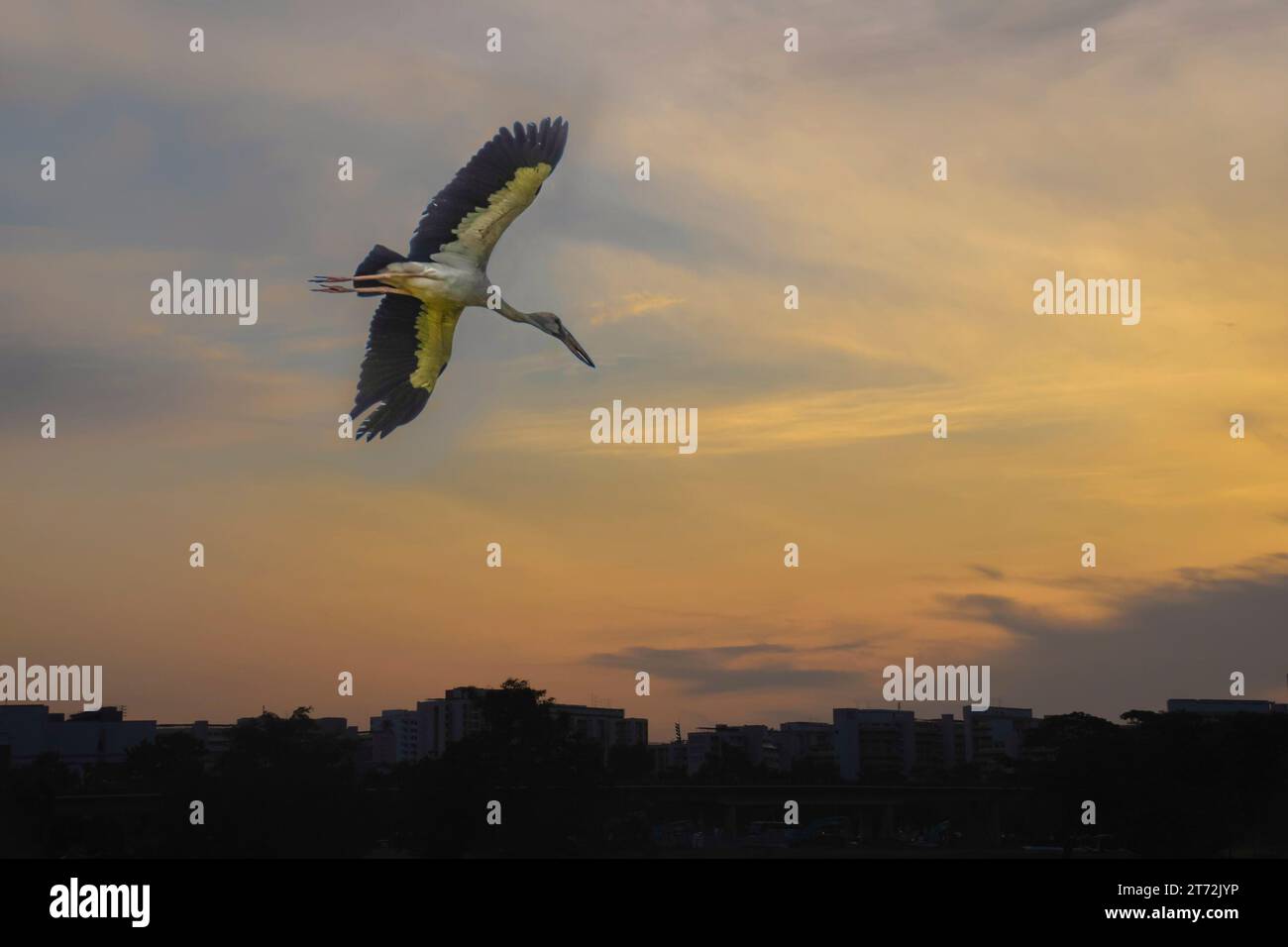An Asian open-bill stork flying in the morning sky over Jurong Lake in ...
