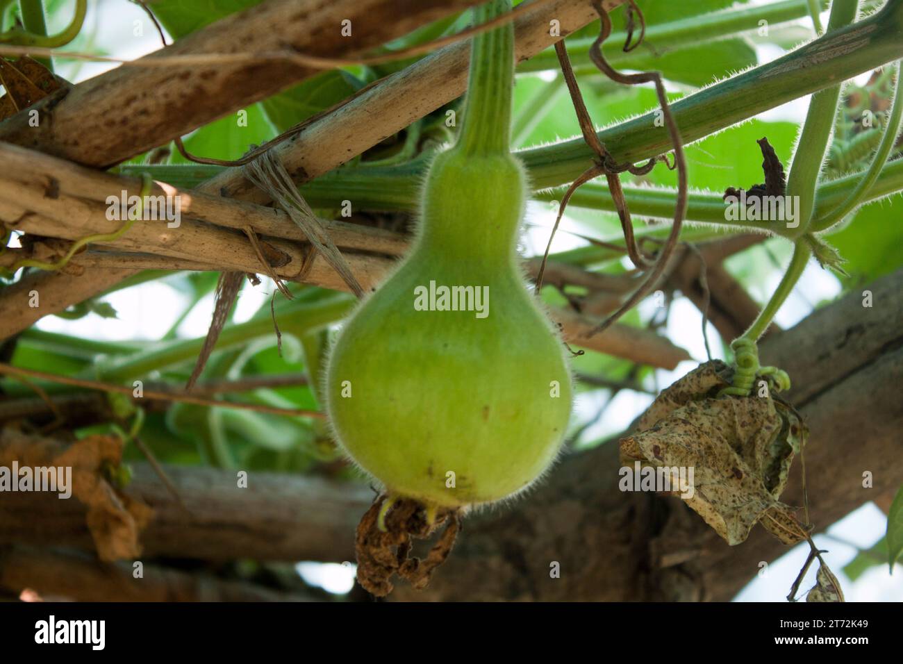 Calabash plant hi-res stock photography and images - Alamy