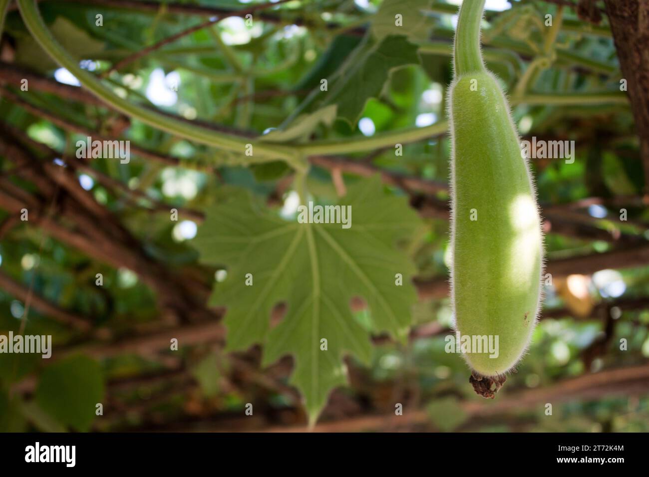 Calabash plant hi-res stock photography and images - Alamy